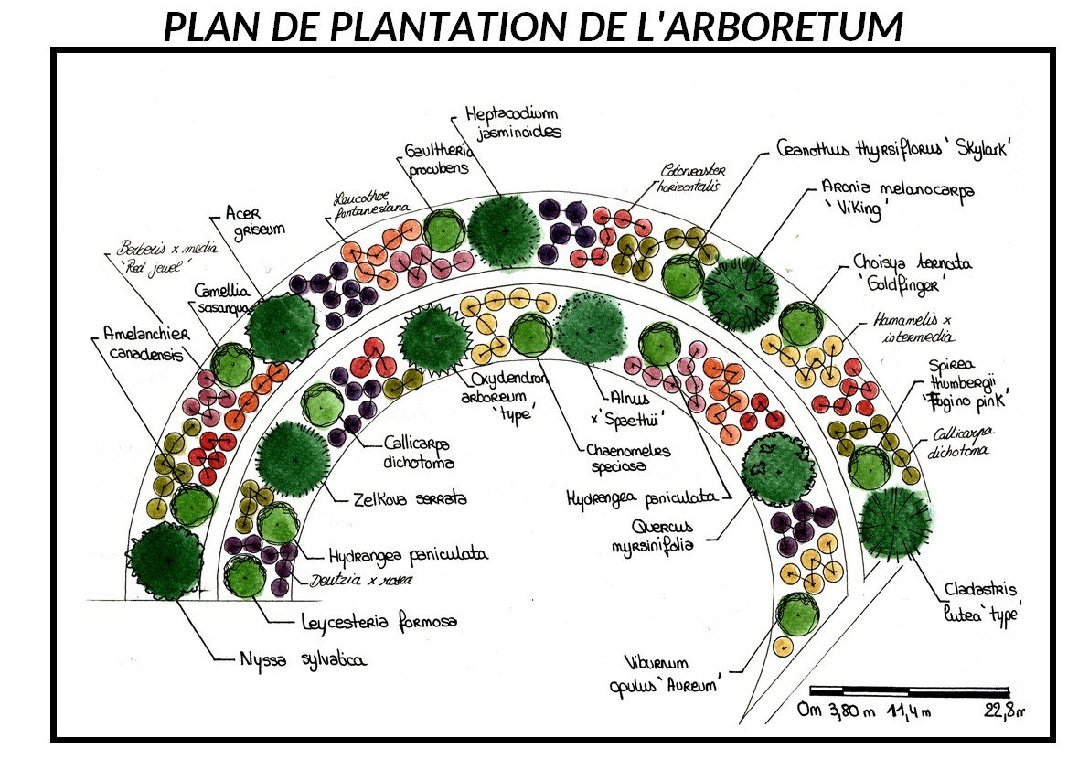 Plan de plantation à l'aquarelle d'un arboretum dans un lycée — Adeline Plais